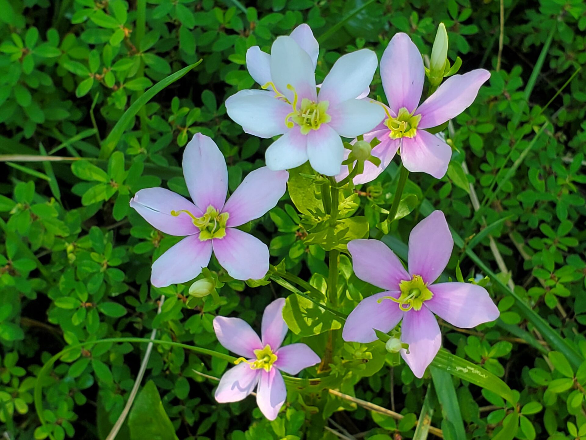 Where to See Hocking Hills Wildflowers in Bloom - Glenlaurel A Scottish ...