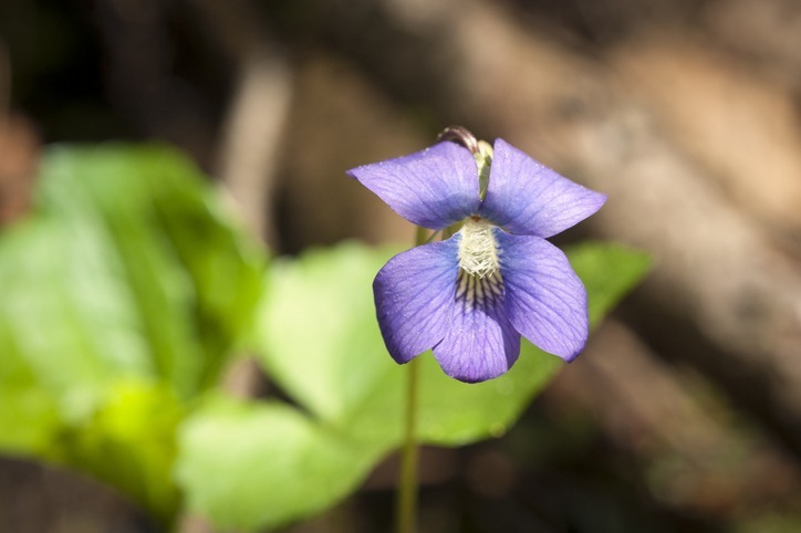 Our Top Activities to Experience Hocking Hills in Spring - Glenlaurel A ...